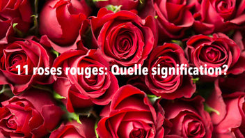 Signification des 11 roses rouges : symboles, amour et passion – Rose ...