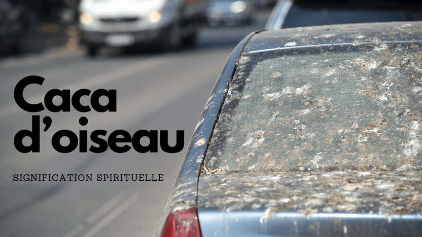Caca d'oiseau: quelle signification spirituelle pour la fiente? – Rose ...